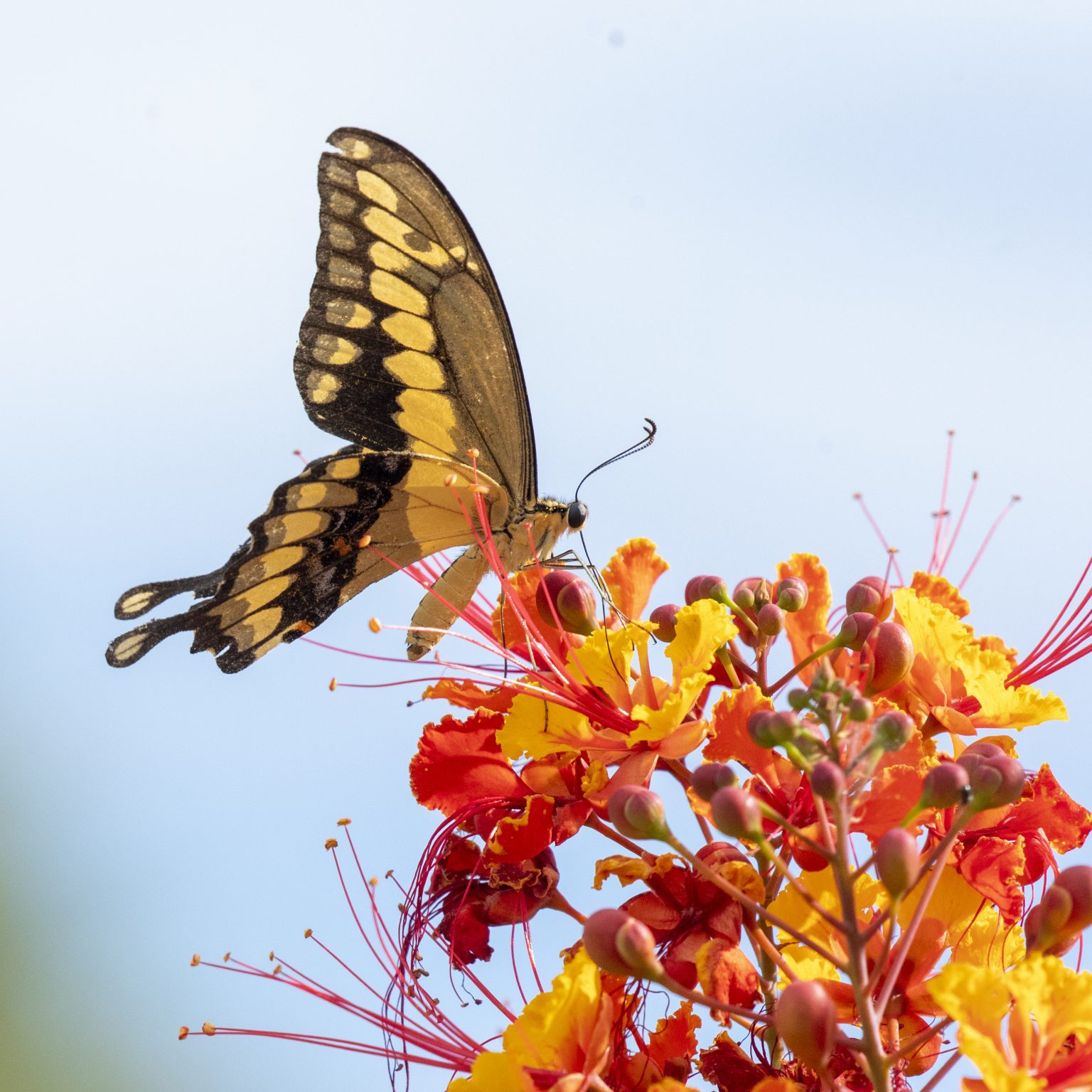 Fulton Harbor Route - Aransas Pathways
