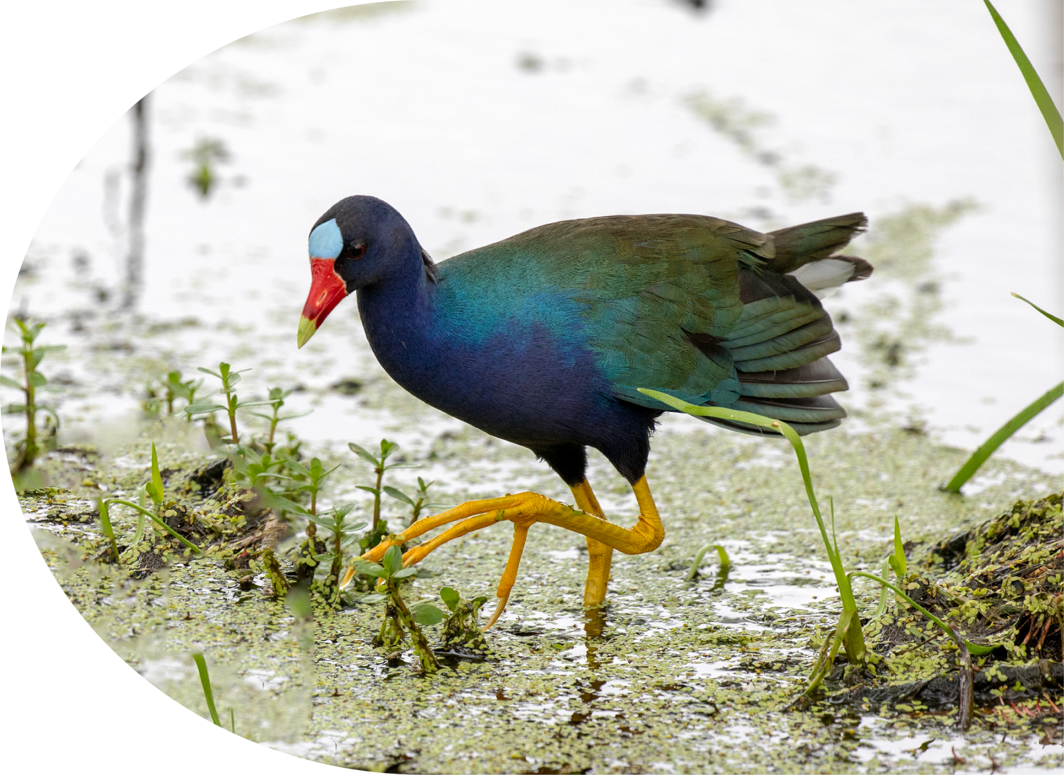 Aransas Pathways | Connect with Nature & History