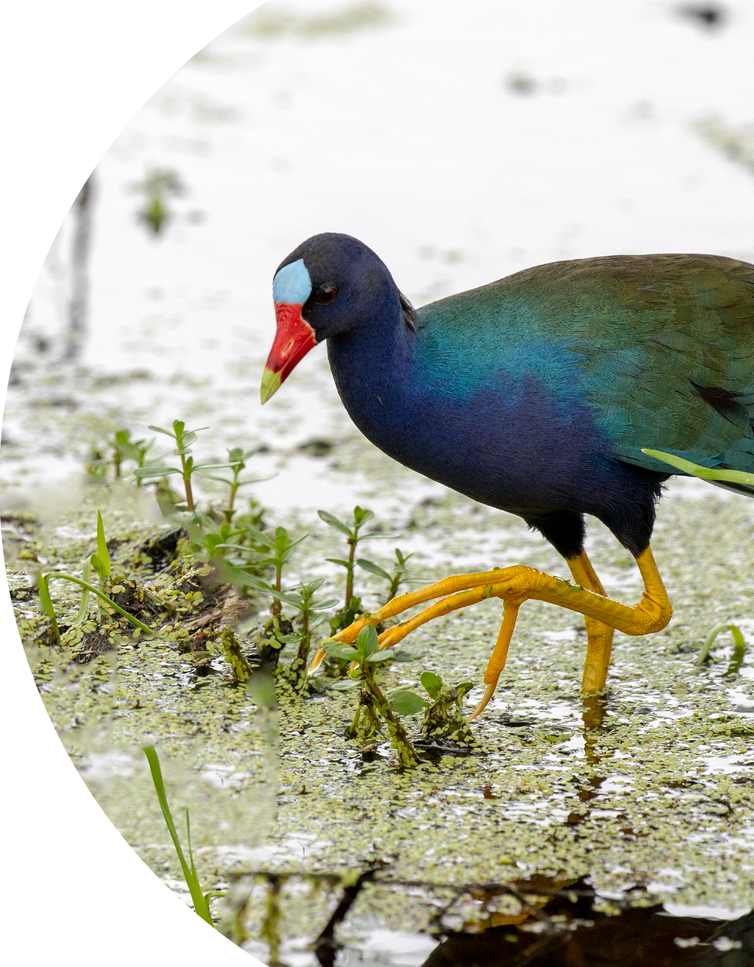 Aransas Pathways | Connect with Nature & History